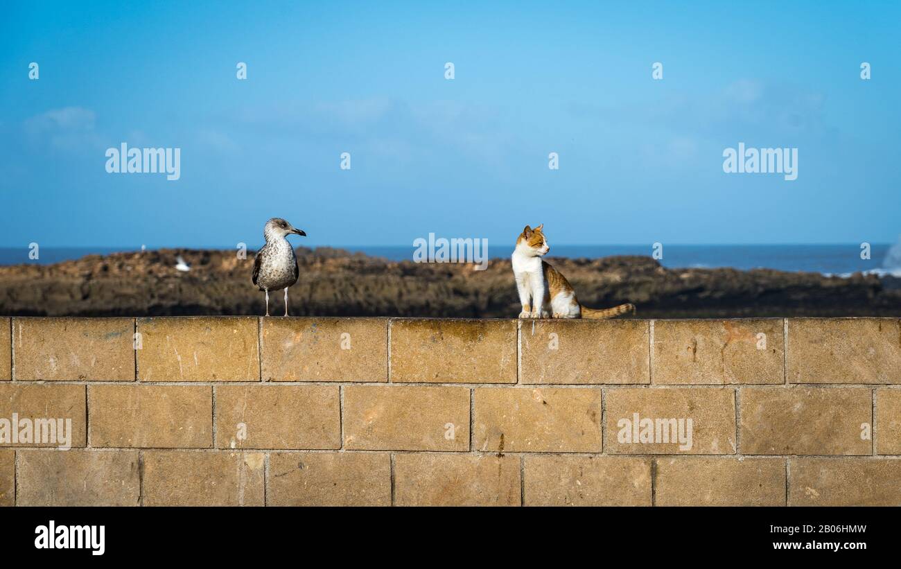 Cat seagull hi-res stock photography and images - Alamy