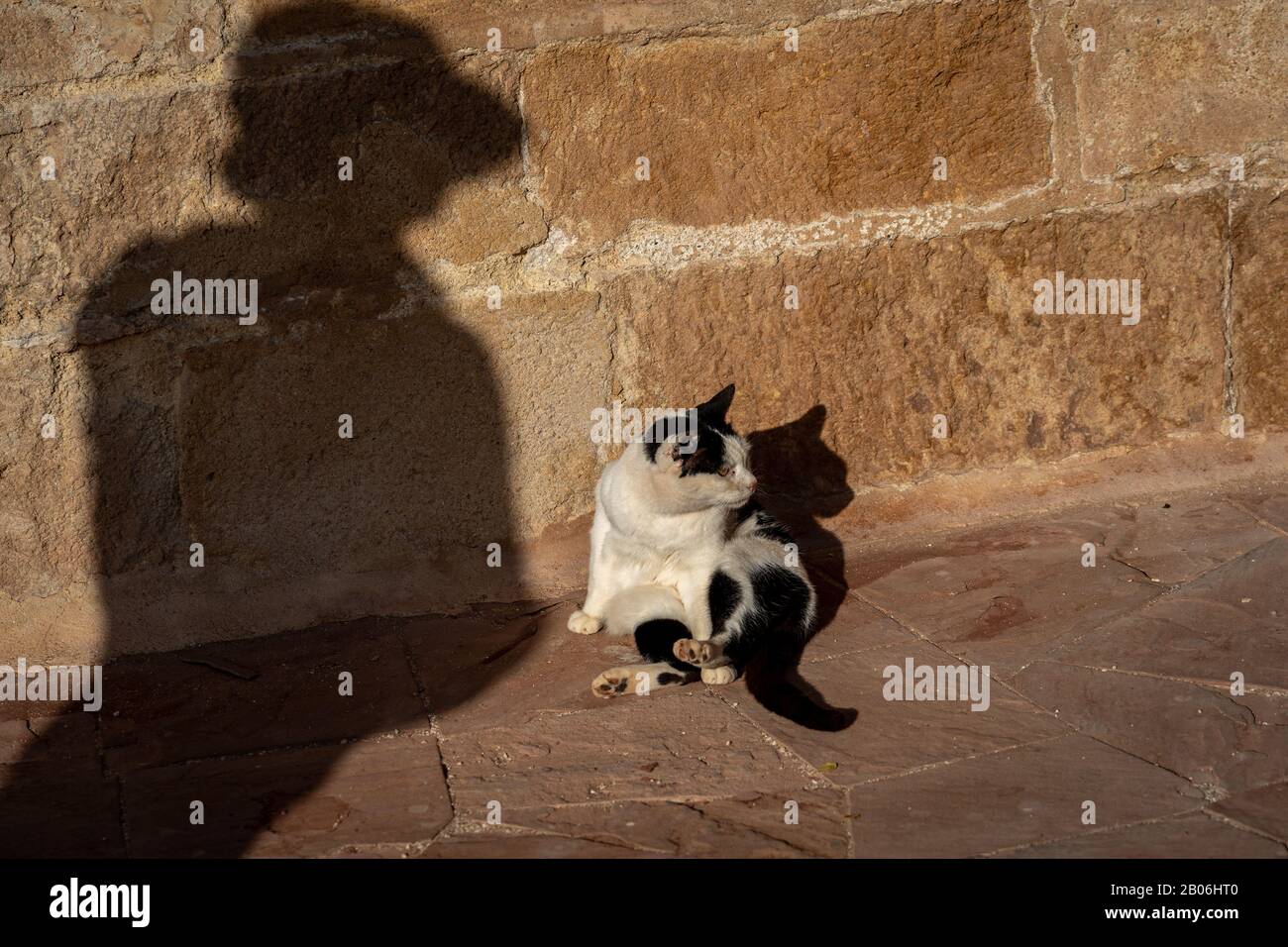 Black and white cat looking suspiciously next to the shadow of a person ...