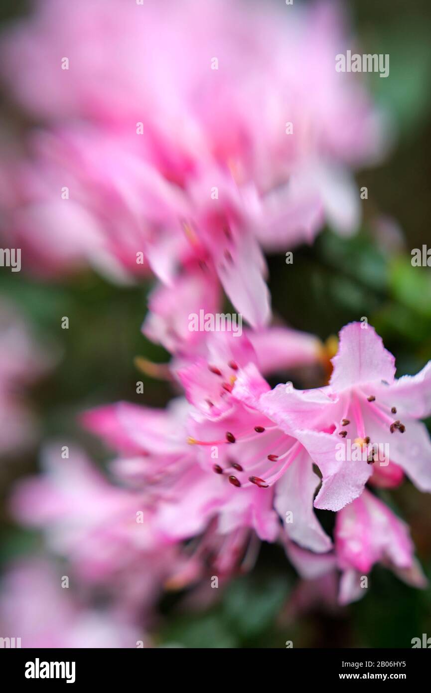 USA, WASHINGTON STATE, BELLEVUE GARDEN, PINK AZALEA PHOTOGRAPHED WITH ...
