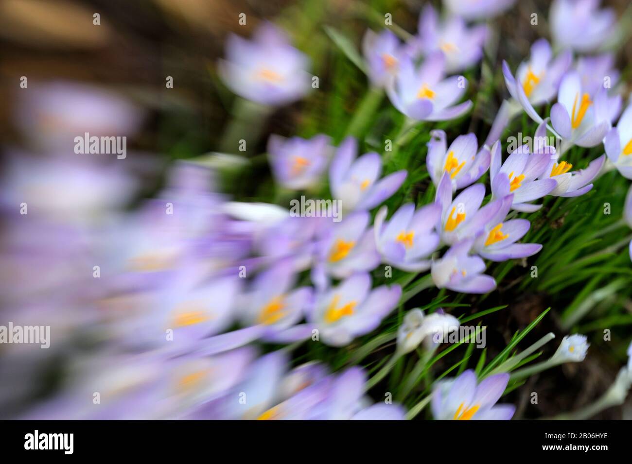USA, WASHINGTON STATE, SEATTLE, ARBORETUM, CROCUS FLOWERS, PHOTOGRAPHED ...