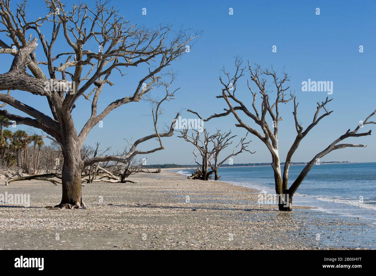 USA, SOUTH CAROLINA, EDISTO ISLAND, BOTANY BAY, BEACH COVERED WITH SEA ...