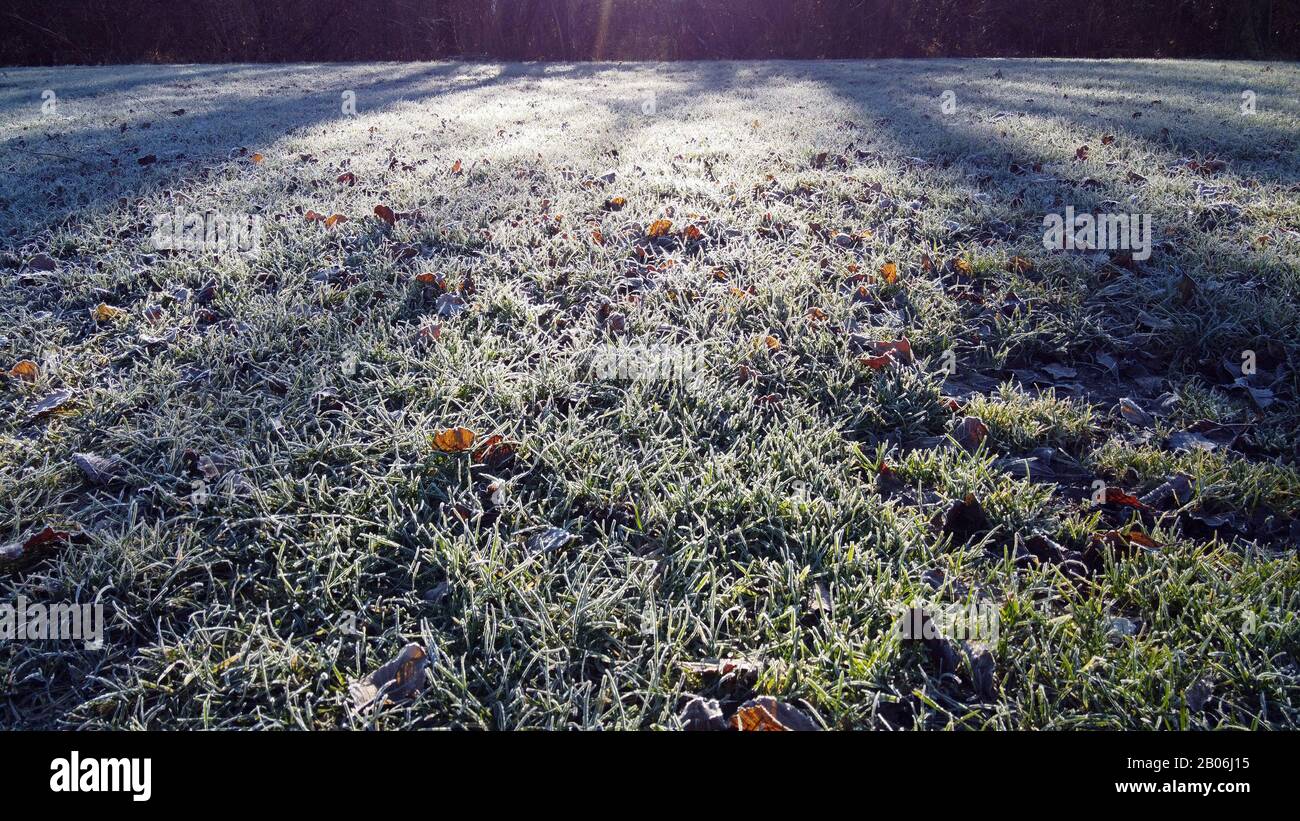 Ice frozen grass and leafs on morning in meadow, savoy, france Stock ...