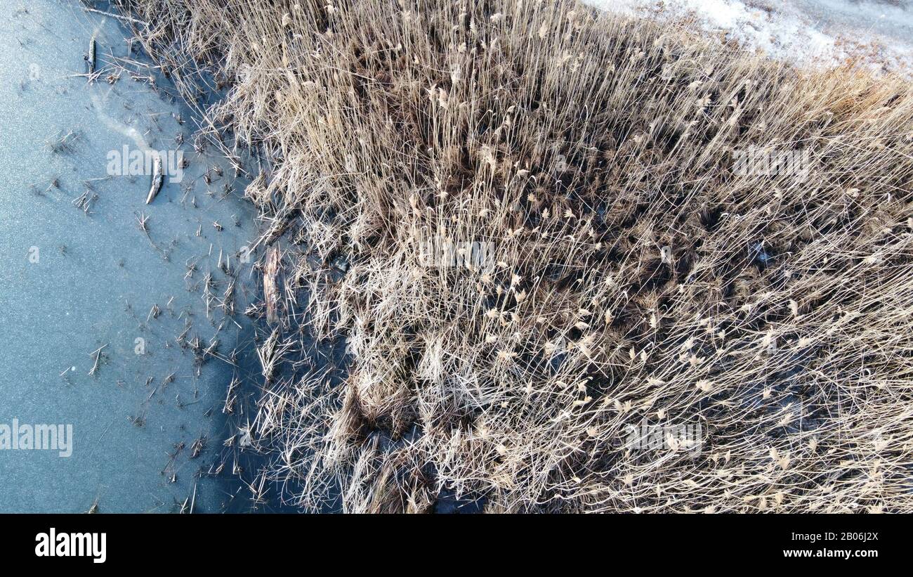 Frozen lake and reedbed in La Thuile, near chambery, winter background ...