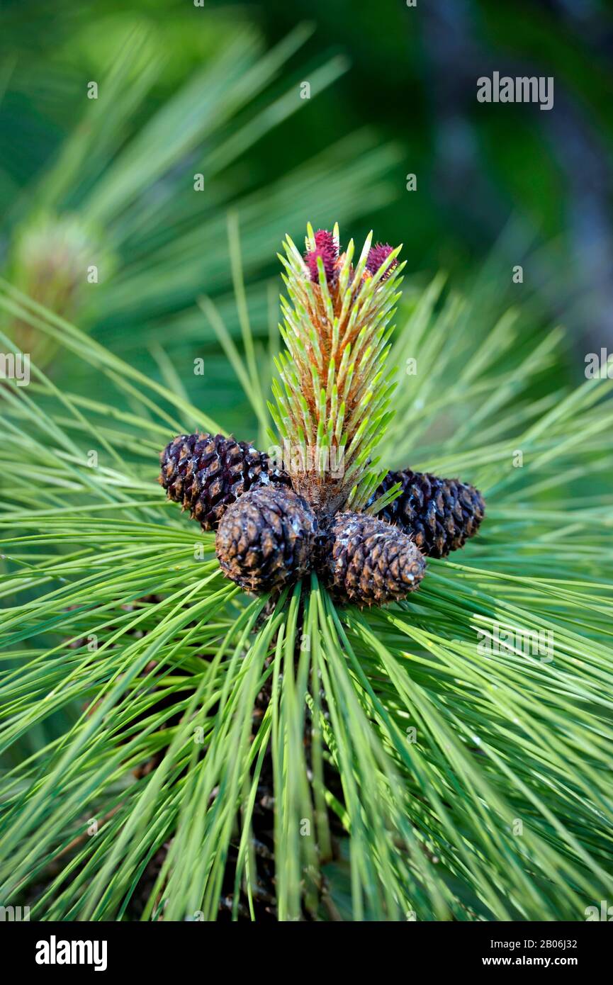 Washington state tree pine cone hi-res stock photography and images - Alamy