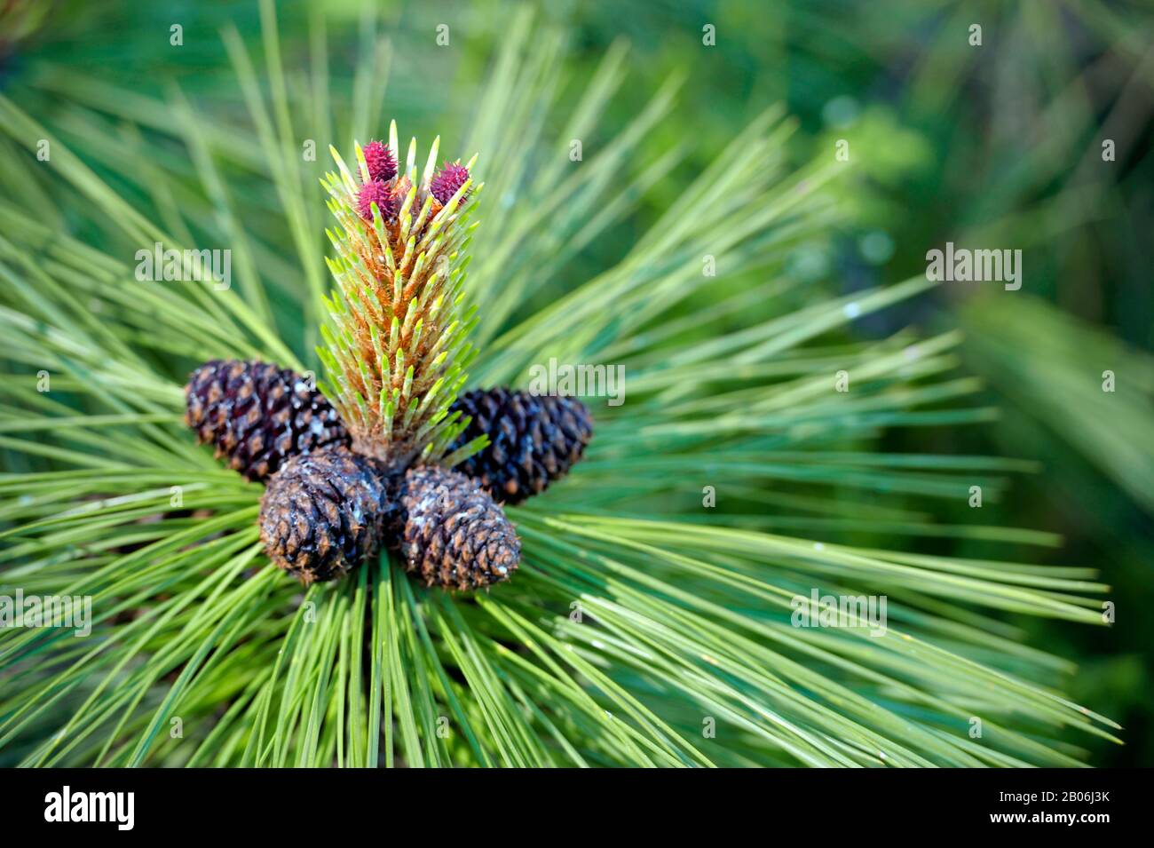 USA, WASHINGTON STATE, EASTERN WASHINGTON, PALOUSE COUNTRY NEAR PULLMAN ...