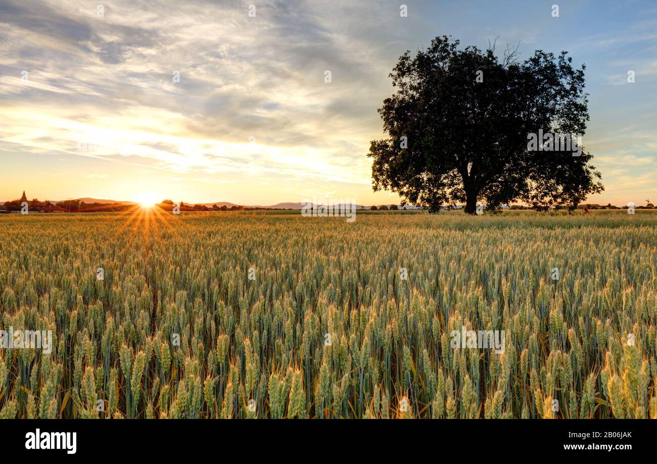 Panorama of wheat field at sunset Stock Photo - Alamy