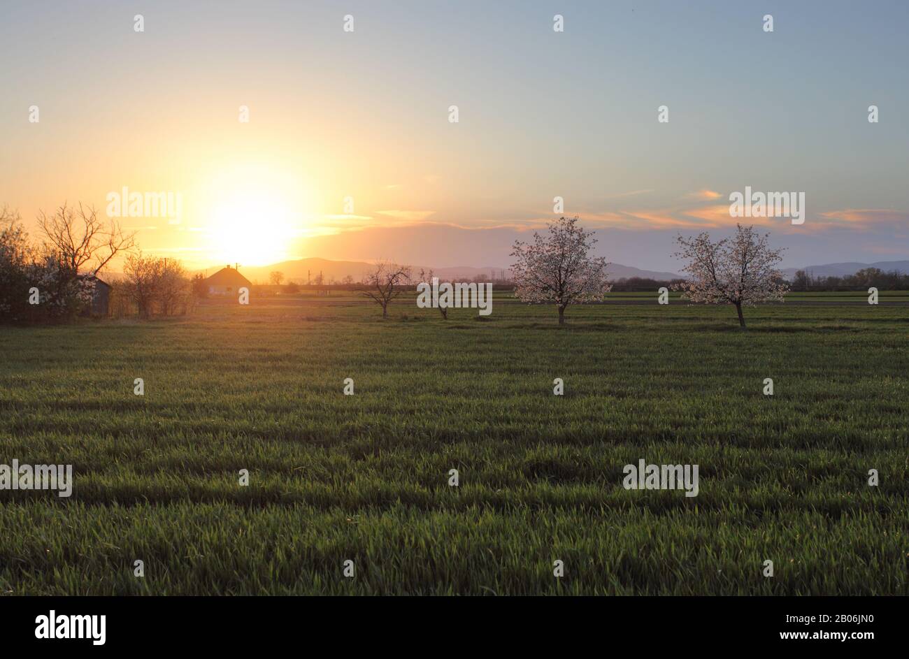 Cherry tree at sunset Stock Photo - Alamy