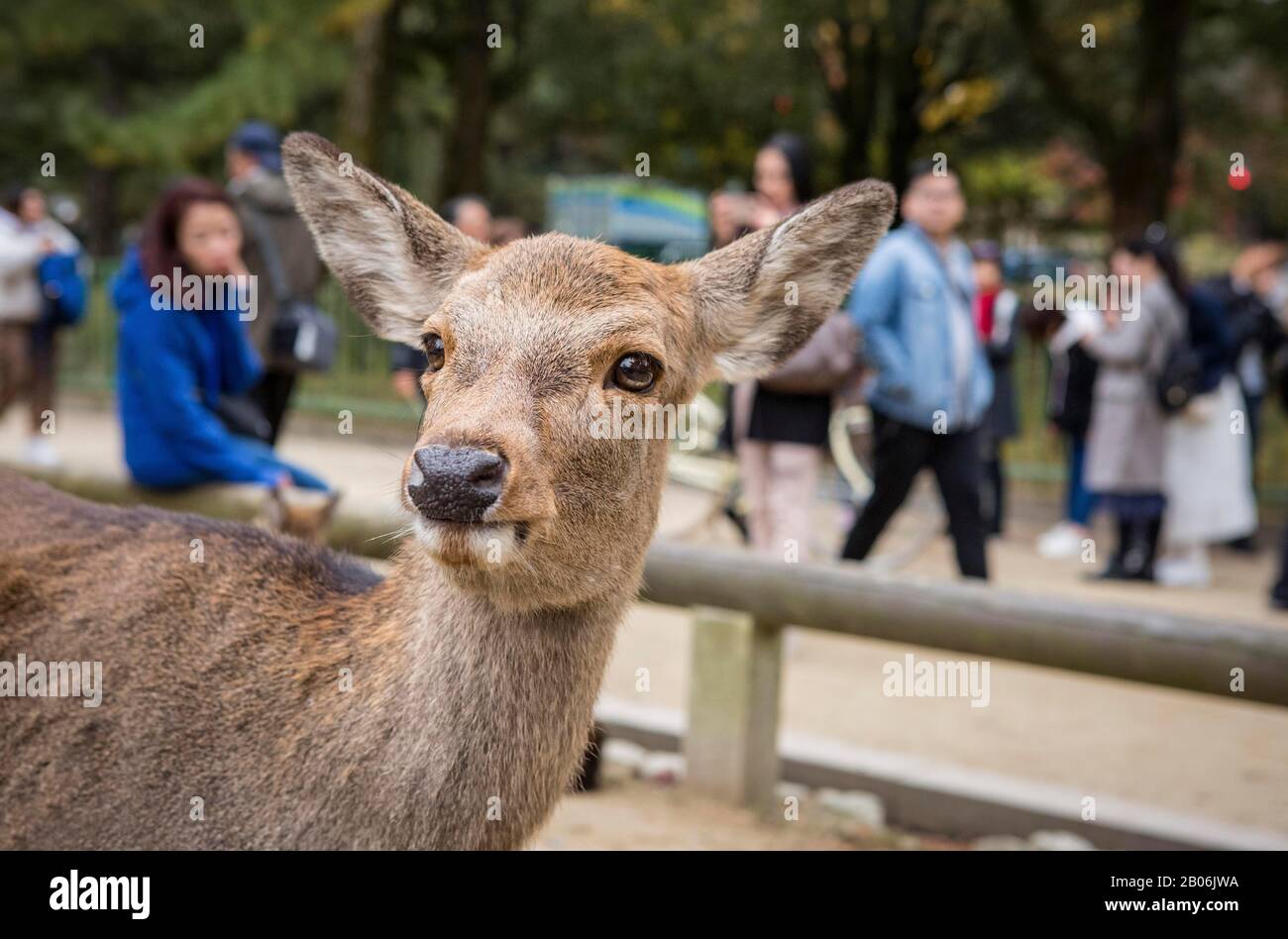Sika deer (Cervus nippon), animal portrait, free-range, tame, behind it ...