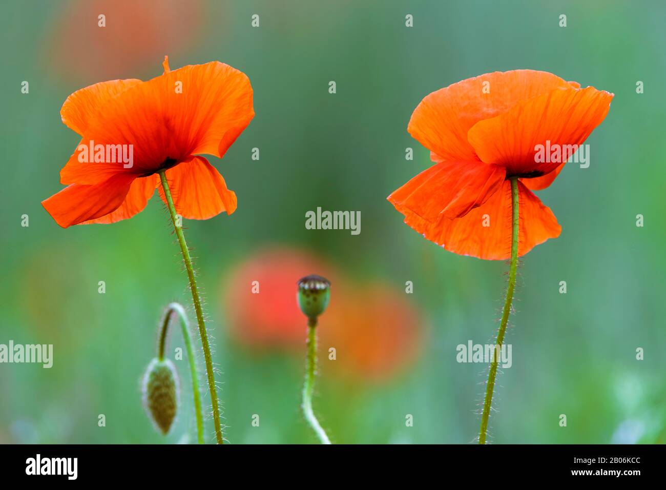 Corn poppies (Papaver rhoeas), Baden-Wuerttemberg, Germany Stock Photo ...