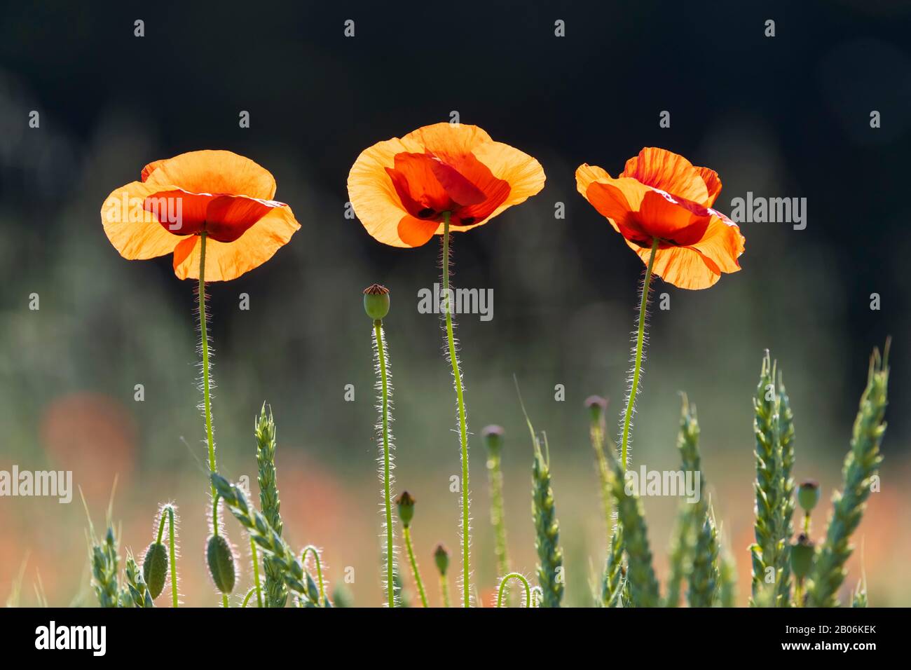 Corn poppies (Papaver rhoeas), Baden-Wuerttemberg, Germany Stock Photo ...