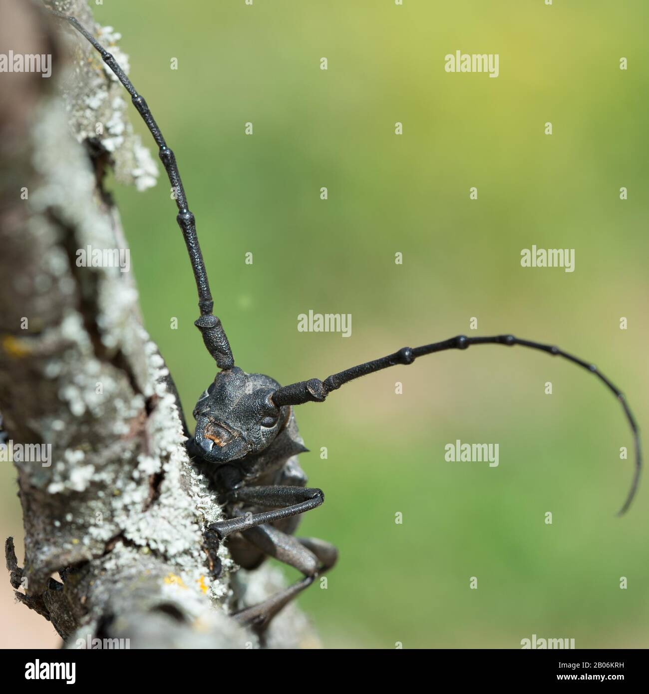 Morimus asper funereus morimus asper funereus hi-res stock photography ...