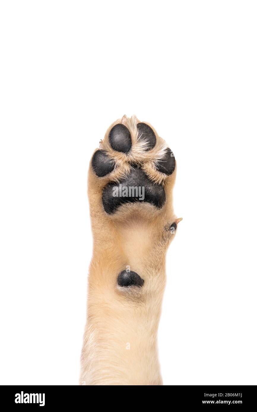 Golden retriever puppy paw isolated on white background. Flat lay copy ...