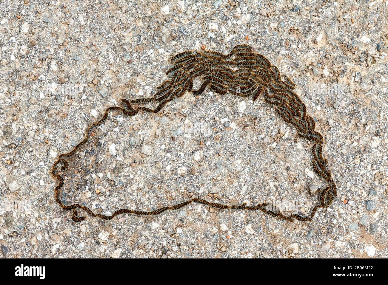 Oak processionary moth (Thaumetopoea processionea) several caterpillars ...