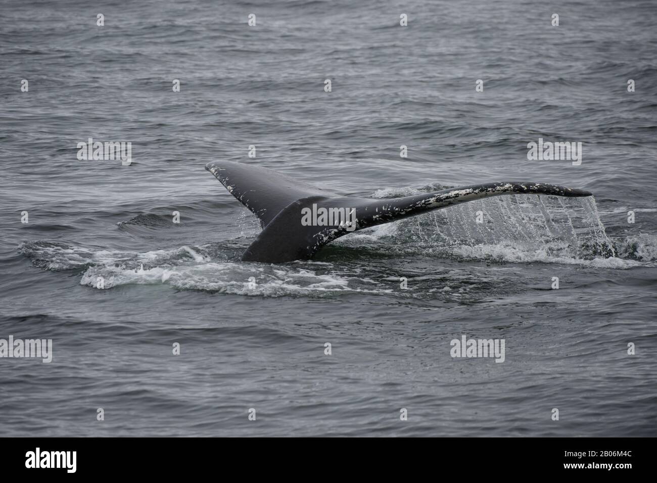 Diving sequence of Humpback whale (Megaptera novaeangliae) in Icy ...
