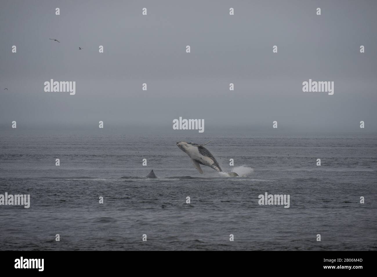 Humpback whale (Megaptera novaeangliae) breeching in Icy Strait near ...