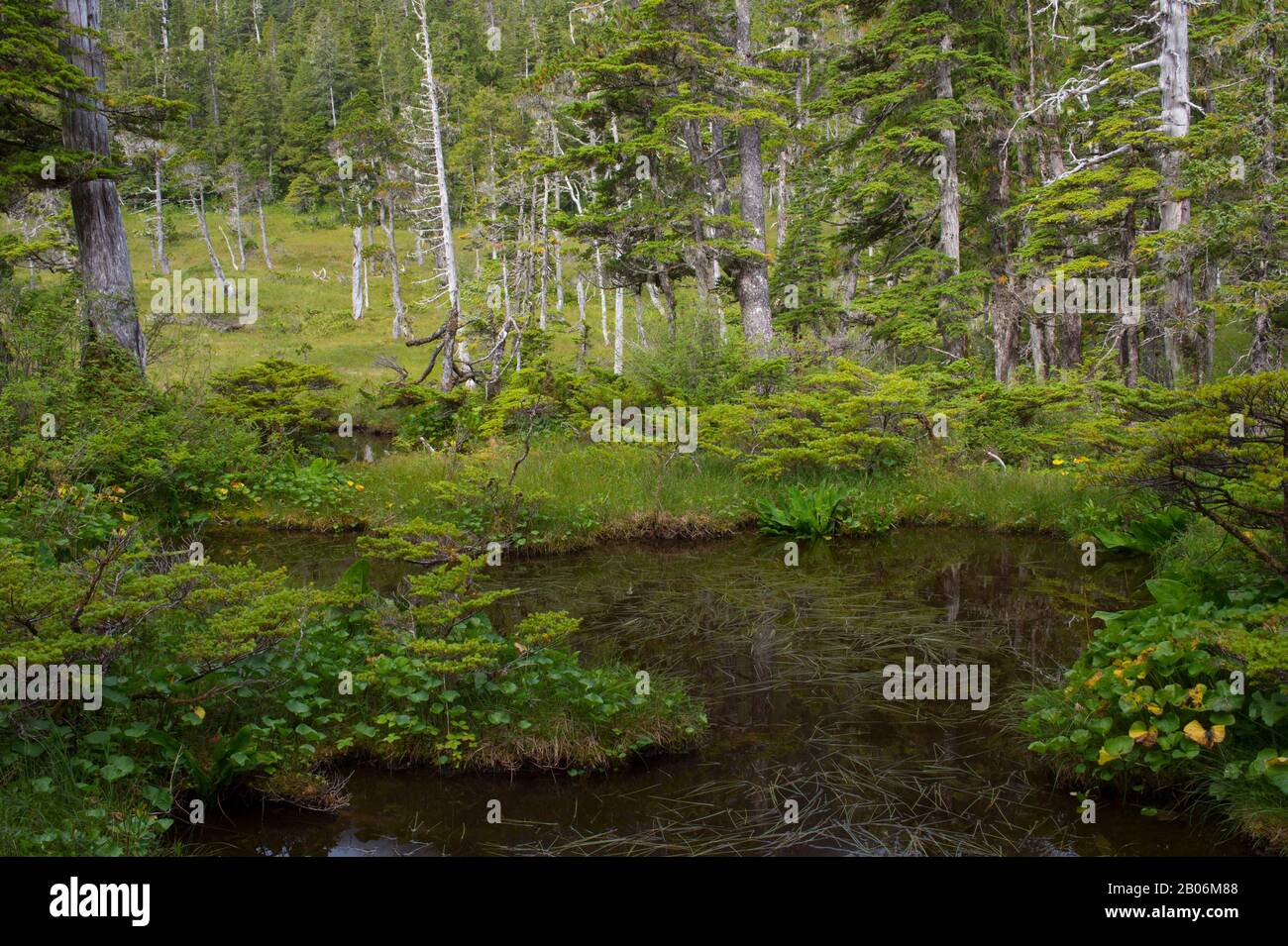 Bog (muskeg) landscape with sphagnum mosses, sedges, and stunted black ...