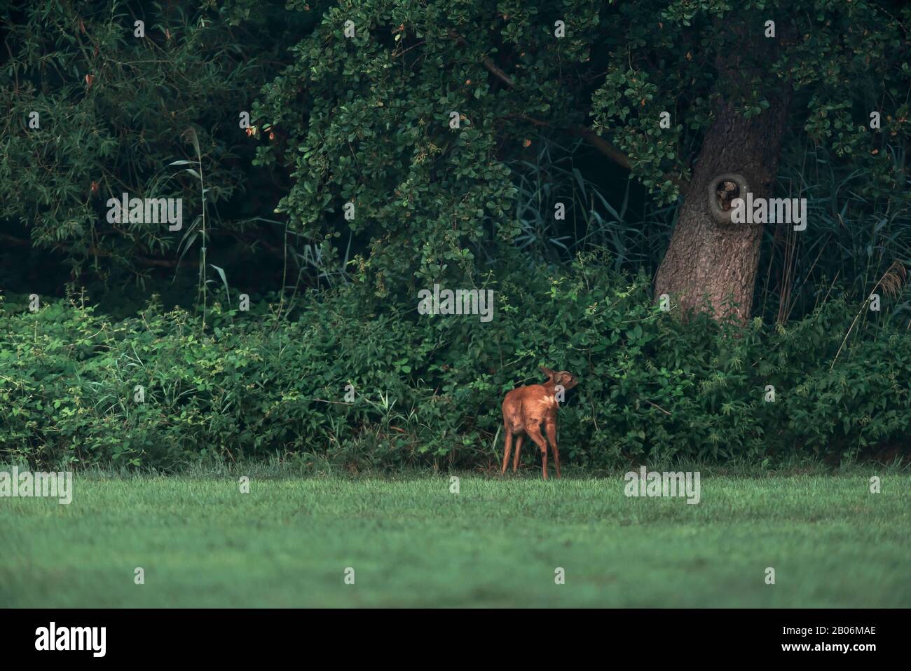 Roe deer doe eating vegetation at forest edge Stock Photo - Alamy
