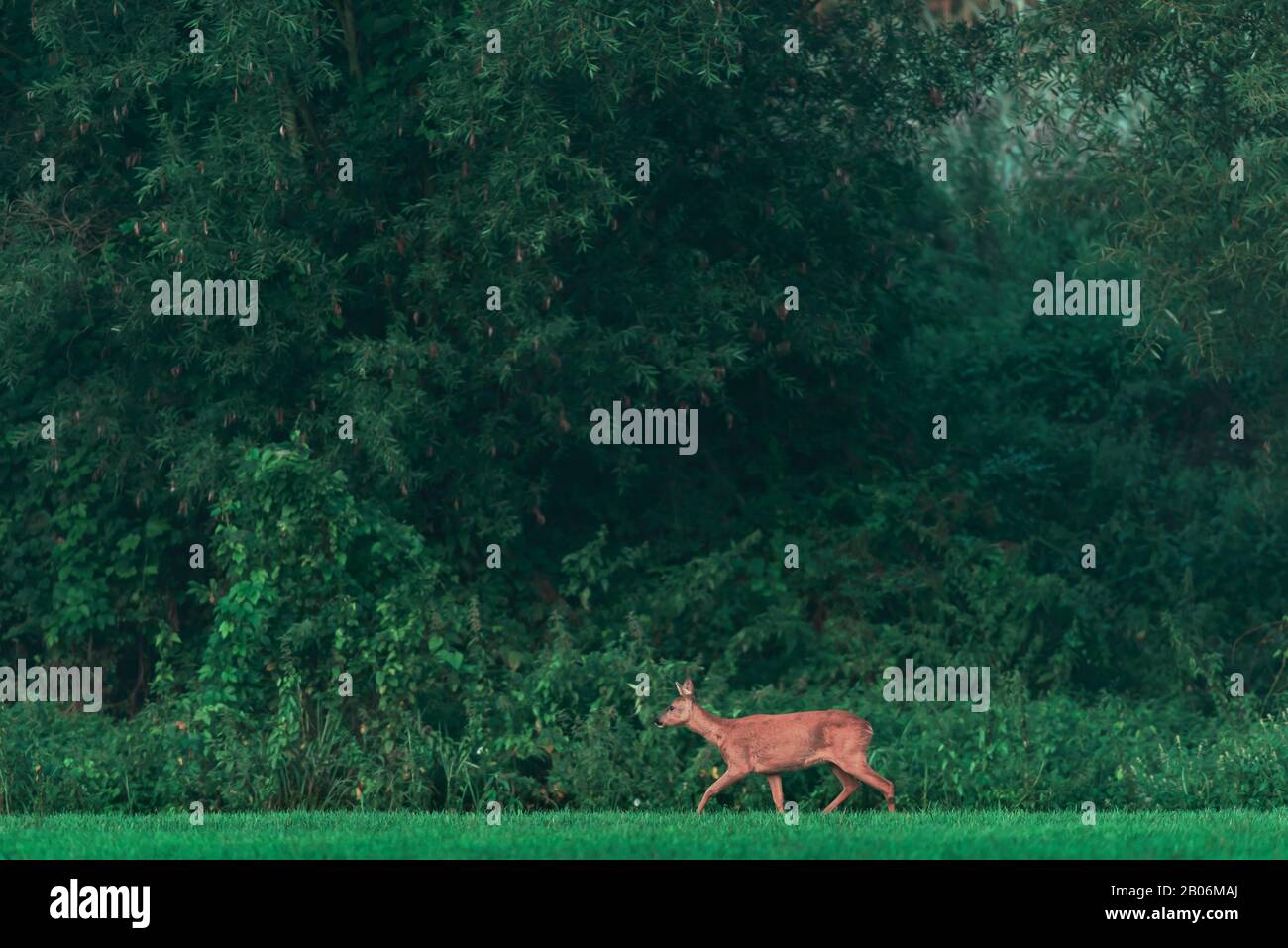 Roe deer stand high hi-res stock photography and images - Alamy