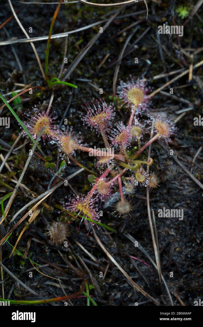 Bog Plants Flowering In Alaska