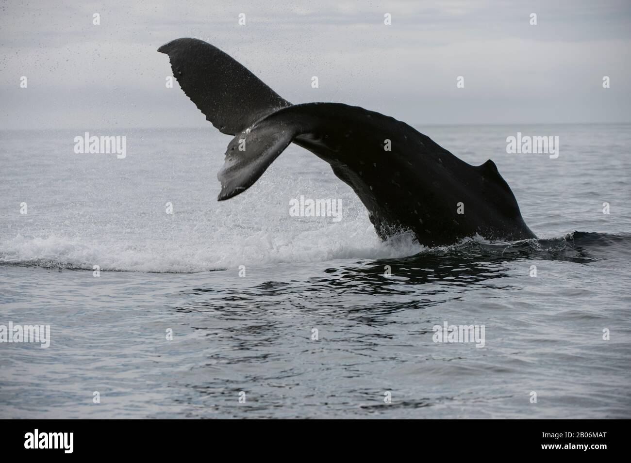 Humpback whale tail slapping in Cross Sound near George Island, off ...