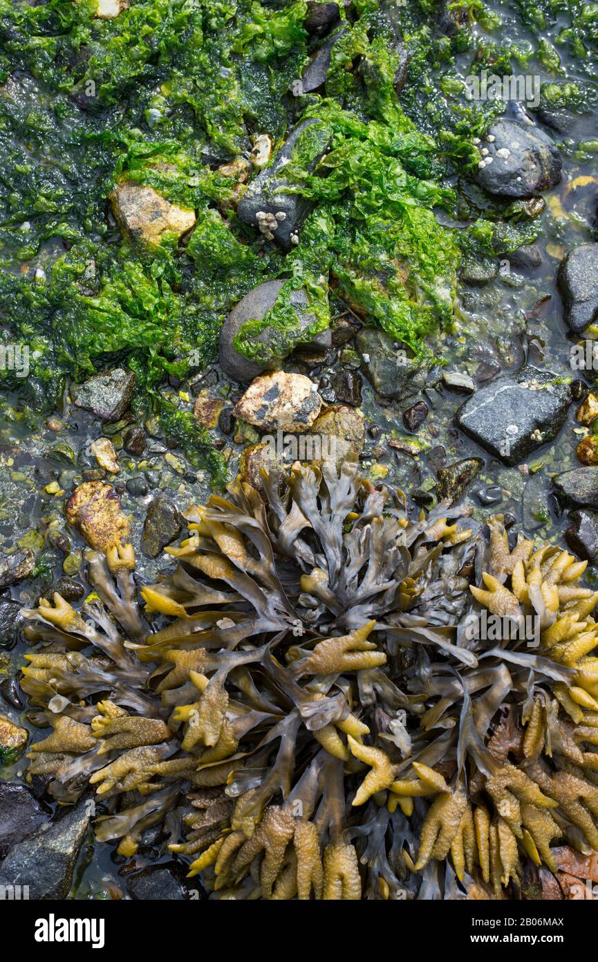 Rockweed exposed on beach at low tide at Idaho Inlet on Chichagof ...