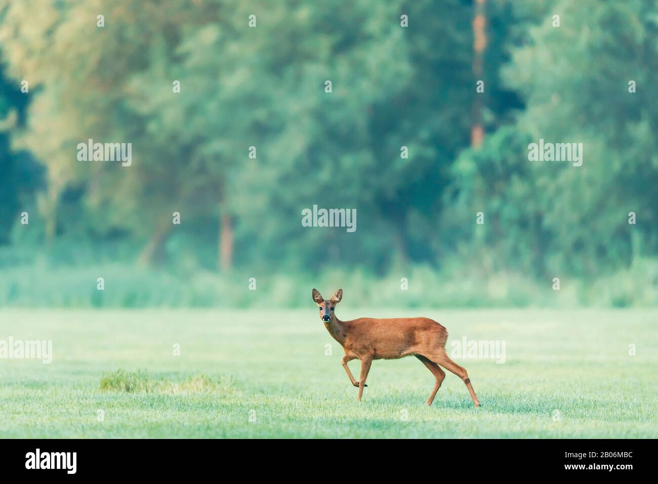 Alert roe deer hi-res stock photography and images - Alamy