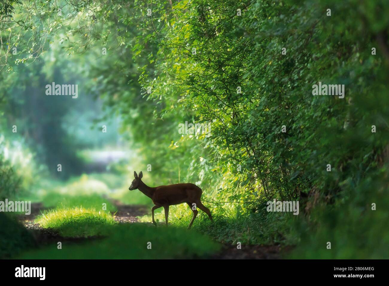 Roe deer crosses a summer forest path Stock Photo - Alamy