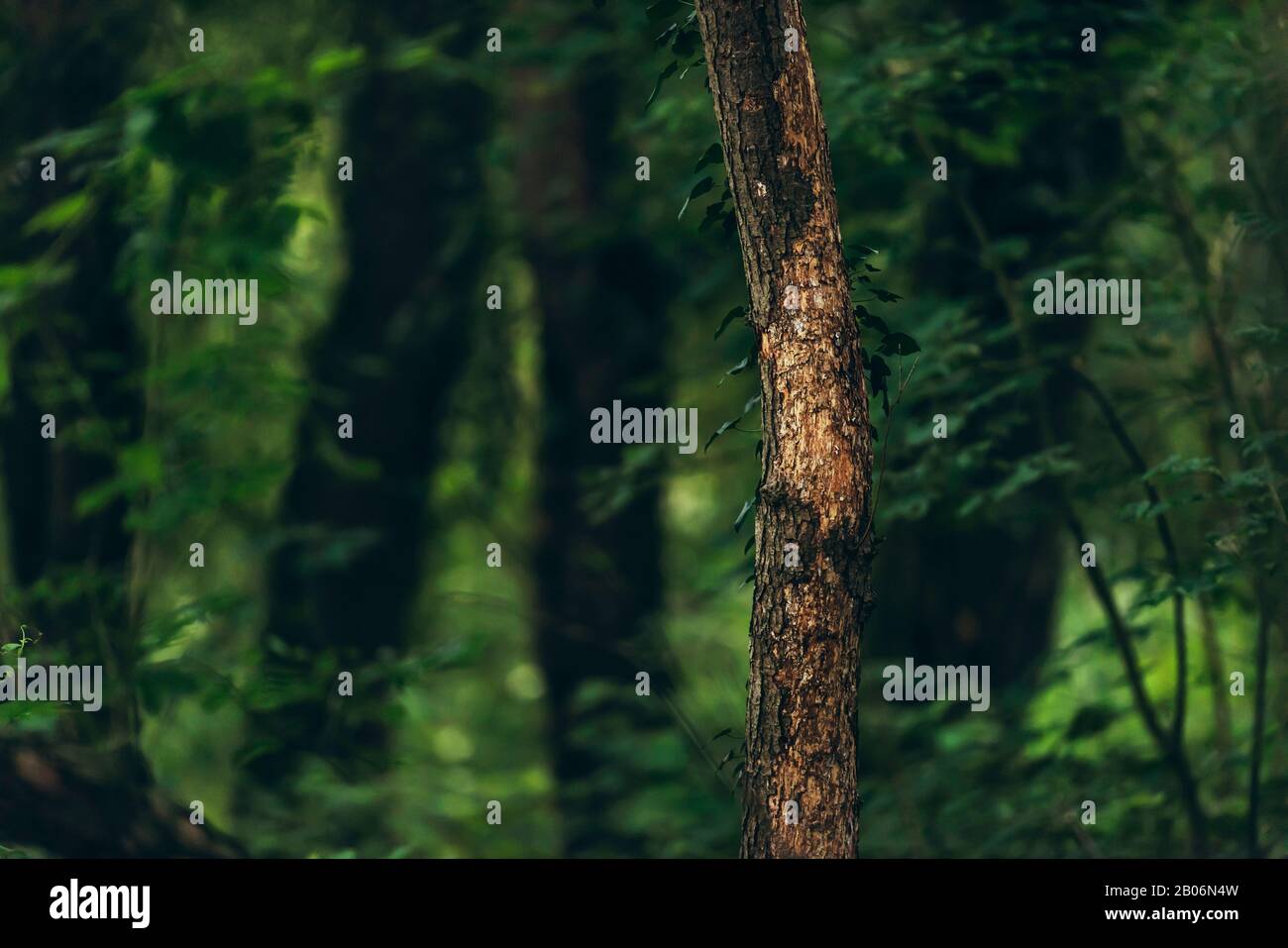 Tree scraped hi-res stock photography and images - Alamy