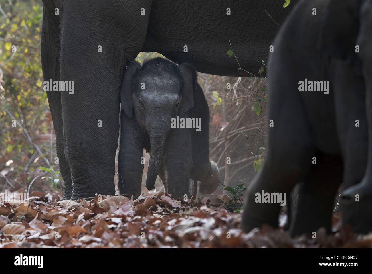 The image of Asian elephant (Elephas maximus) baby in protection at ...