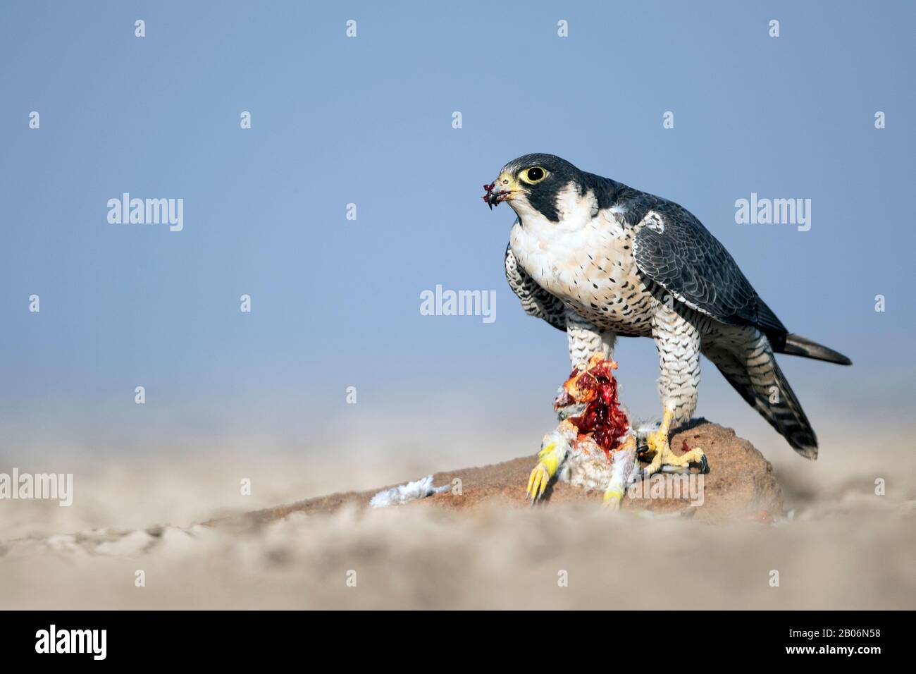 Peregrine falcon falco peregrinus in kutch hi-res stock photography and ...