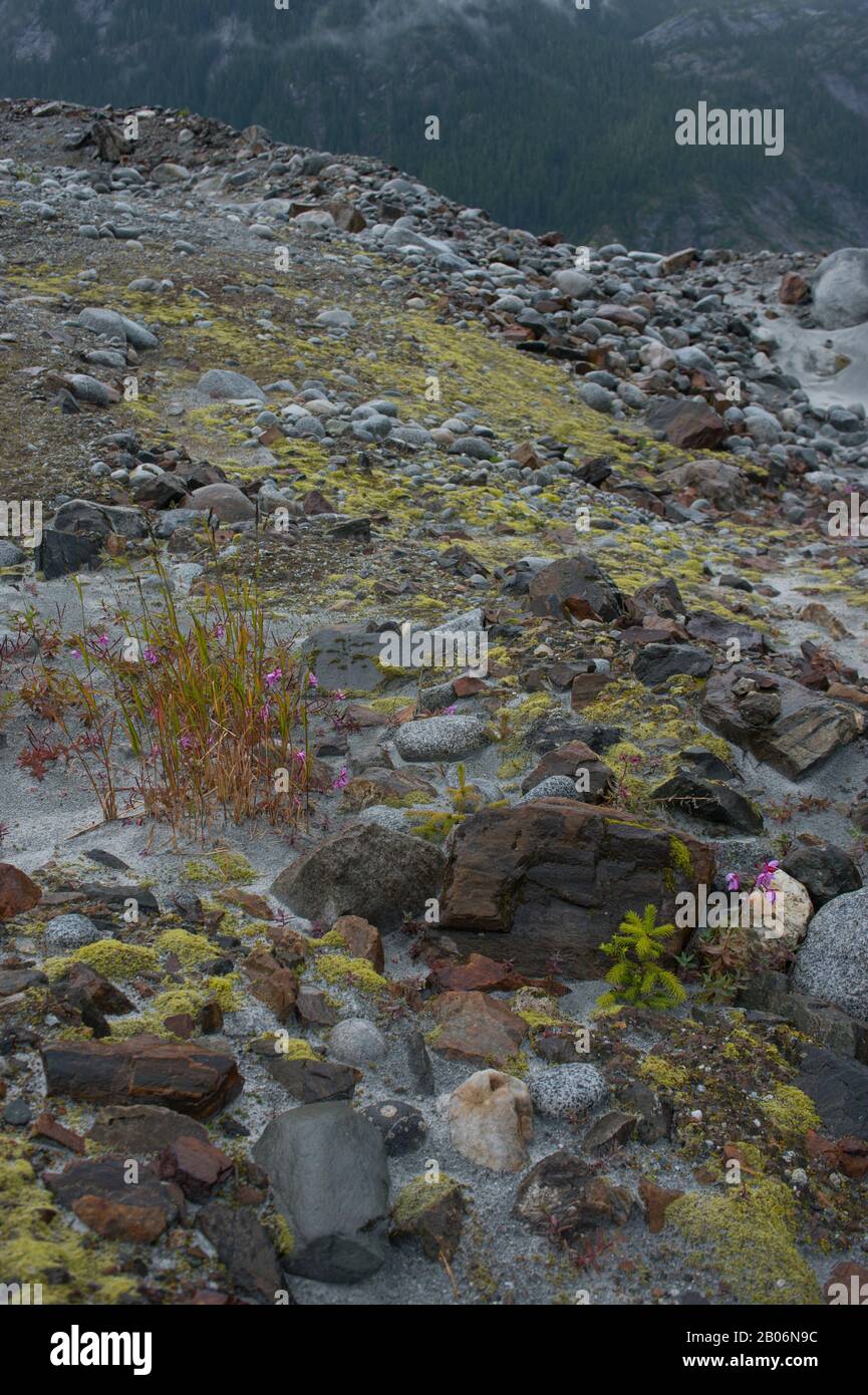 Plant life, such as dwarf fireweed and Sitka spruce trees, is slowly ...