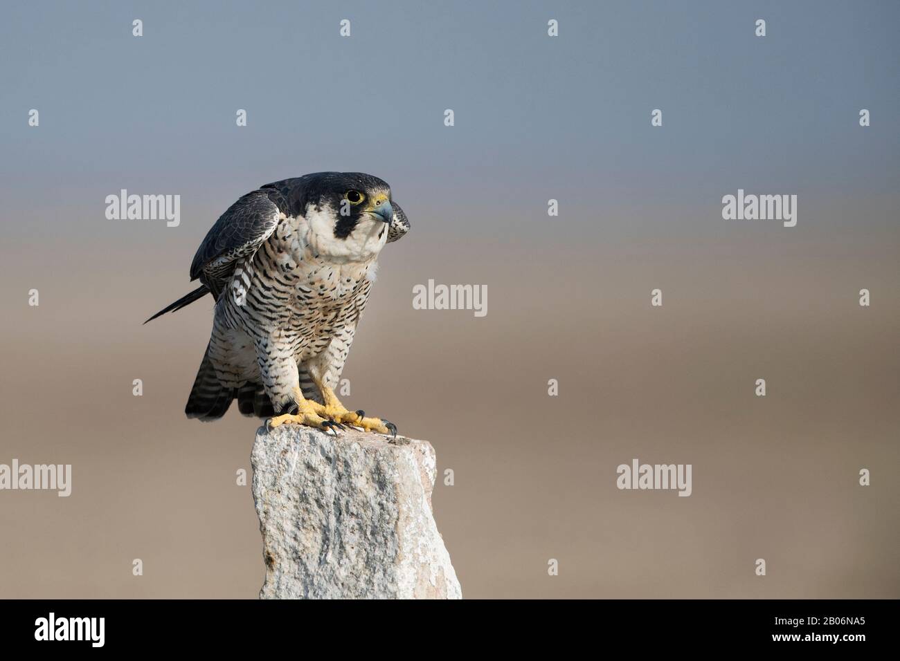 The image of Peregrine Falcon (Falco peregrinus) was taken in LRK ...