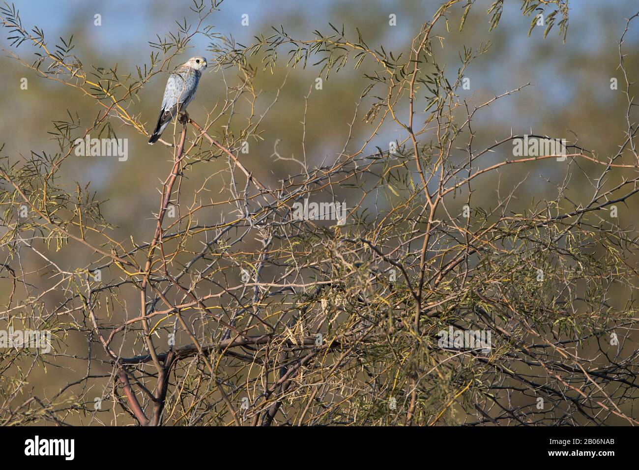 Merlin bird flying hi-res stock photography and images - Alamy