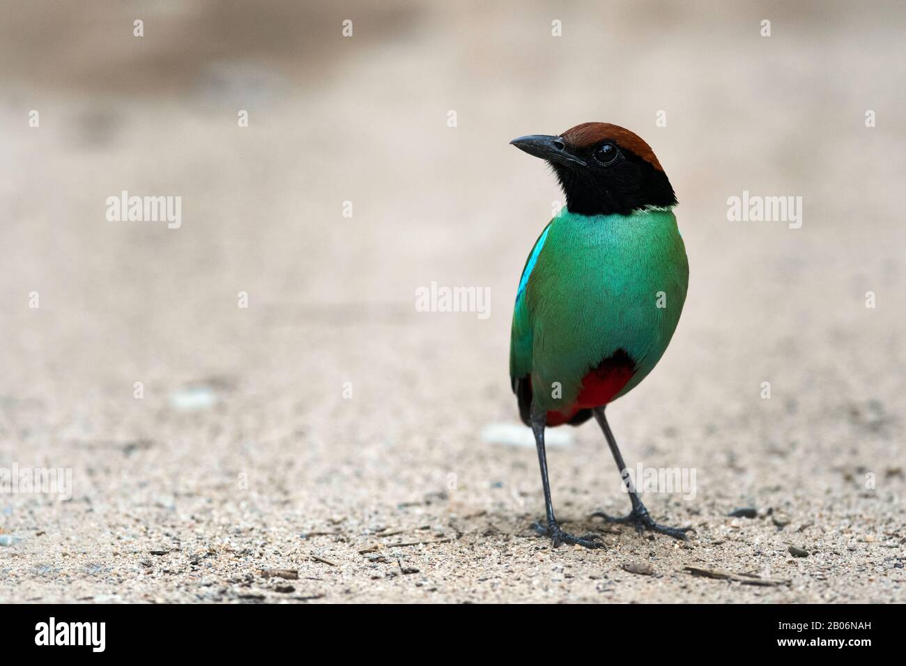 Hooded pitta pitta sordida was taken in corbett national park hi-res ...