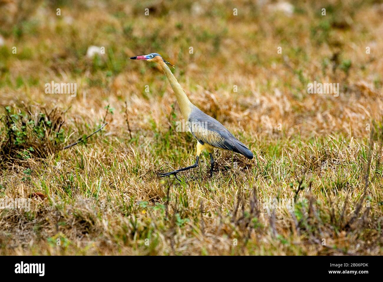 Syrigma sibilatrix hi-res stock photography and images - Alamy