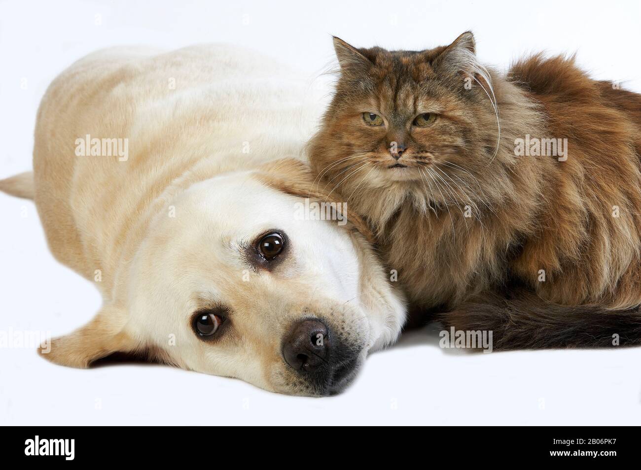 Yellow Retriever Labrador Female and Tortoiseshell Persian Domestic Cat ...