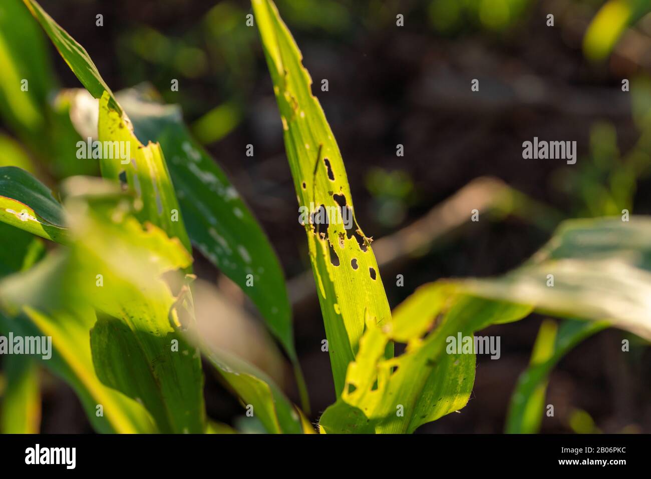 Corn leaf damaged by fall armyworm Spodoptera frugiperda.Corn leaves ...