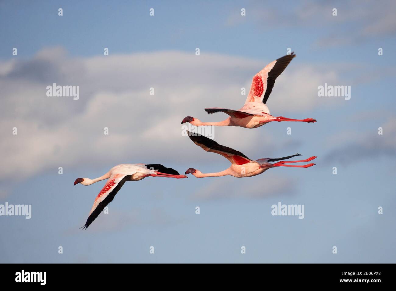 Lesser Flamingo, phoenicopterus minor, Group in Flight, Nakuru Lake in ...
