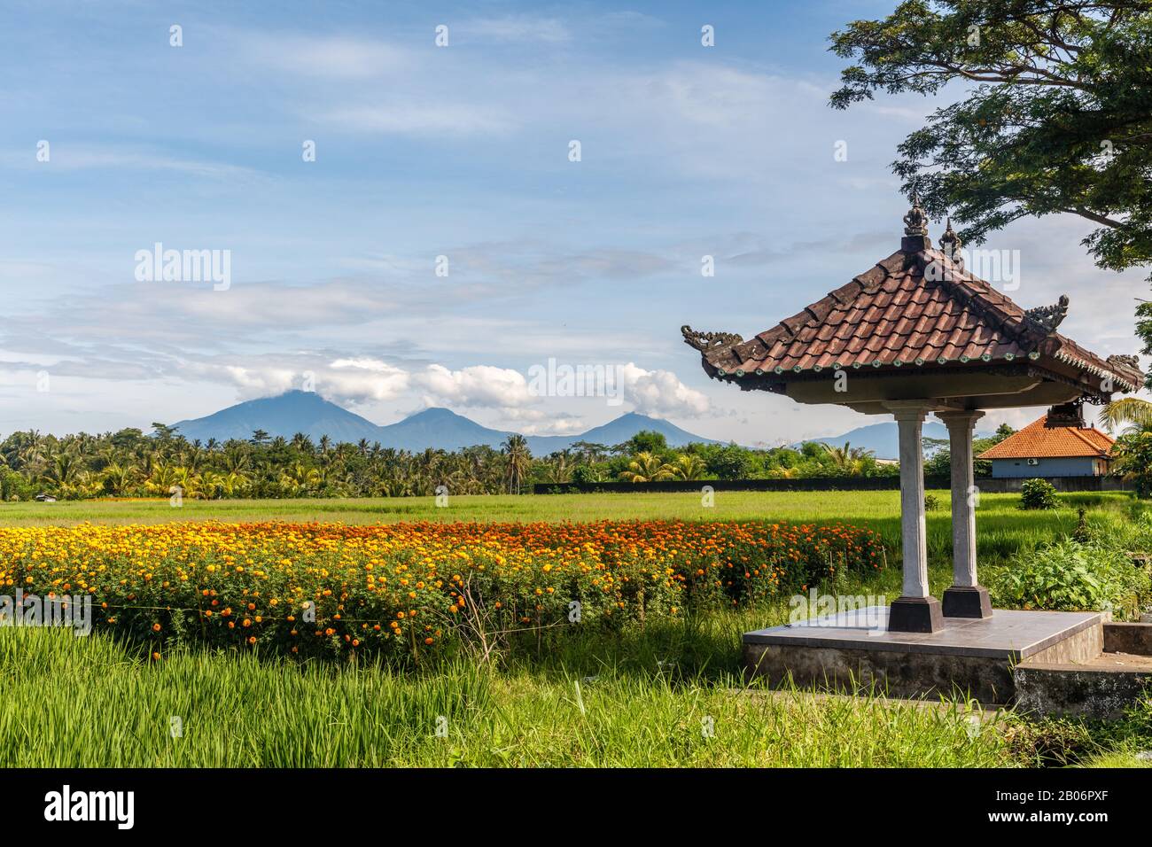 Balinese bale with a background of a field of blooming marigolds, rice ...