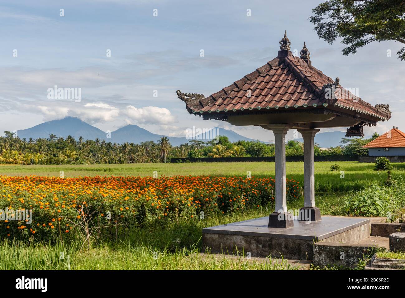 Balinese bale with a background of a field of blooming marigolds, rice ...