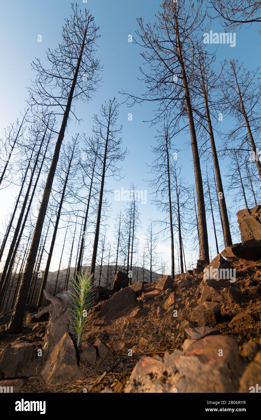 A small pine grows in the middle of a burned forest in a vertical image ...