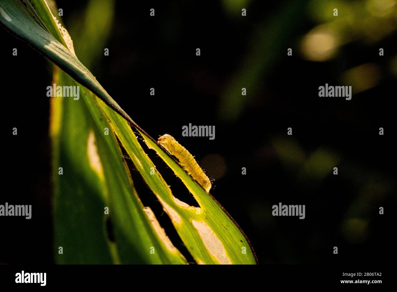 Corn leaf damaged by fall armyworm Spodoptera frugiperda.Corn leaves ...