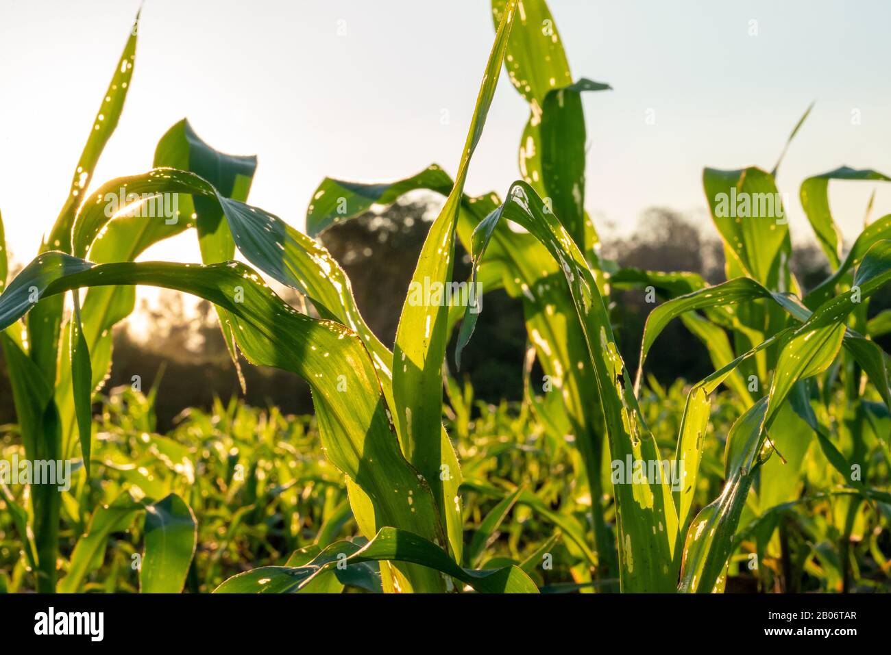 Corn leaf damaged by fall armyworm Spodoptera frugiperda Stock Photo ...