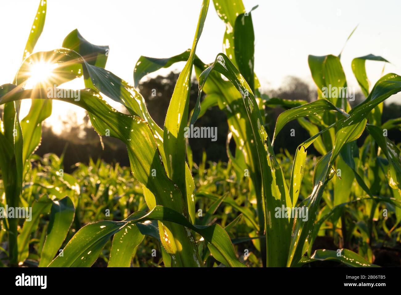 Corn leaf damaged by fall armyworm Spodoptera frugiperda Stock Photo ...