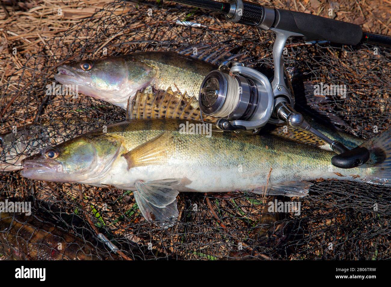 Fishing concept, trophy catch - two big freshwater zander fish know as ...