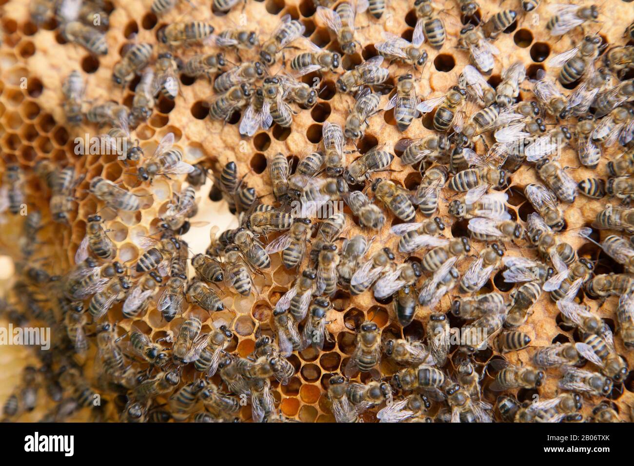 Frames of a beehive. Busy bees inside the hive with open and sealed ...