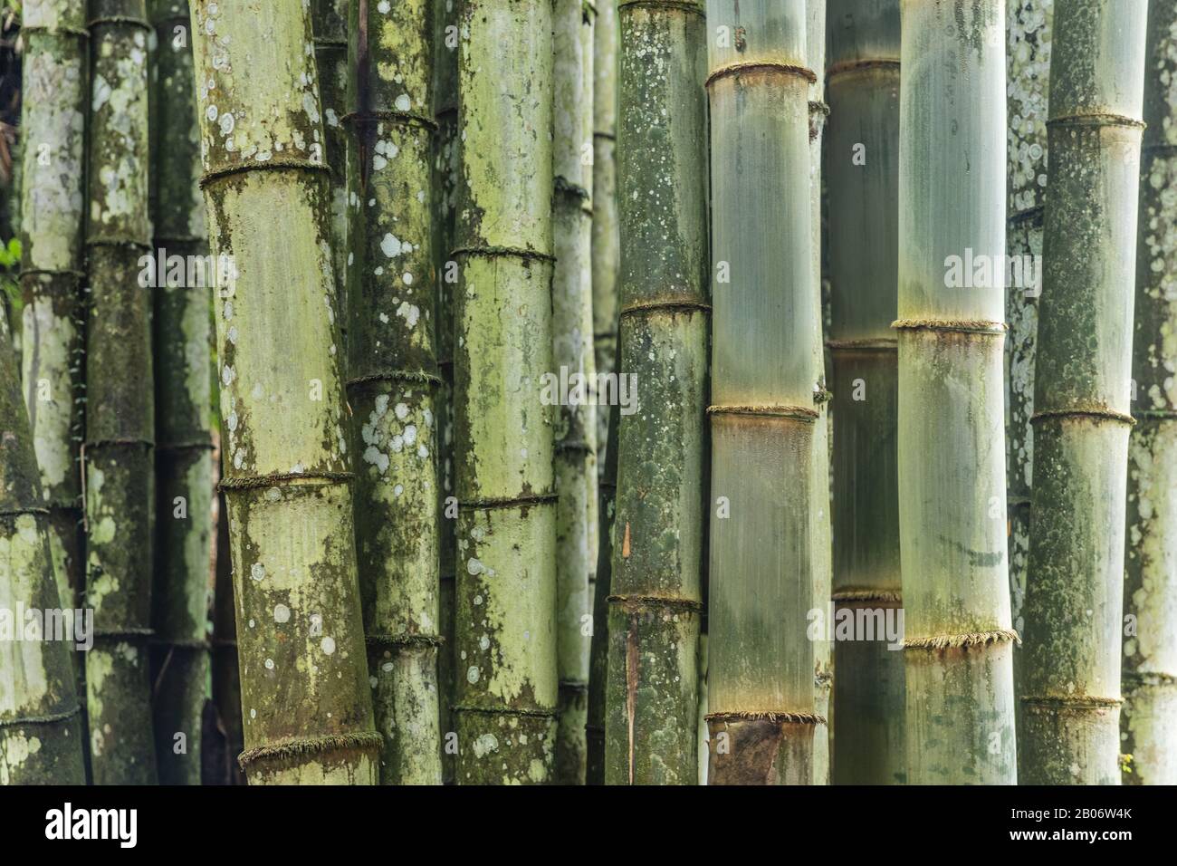 Thick bamboo forest hi-res stock photography and images - Alamy