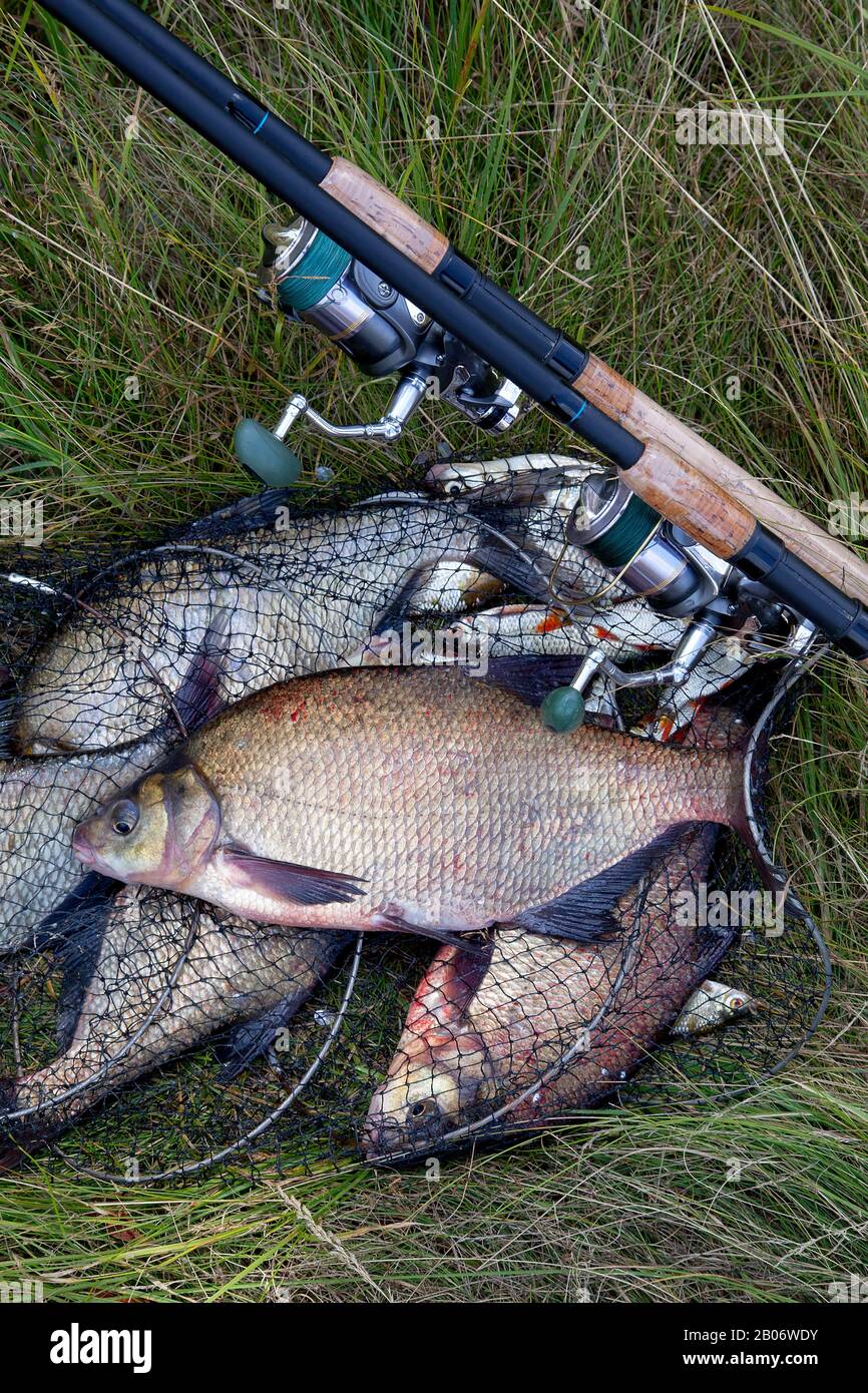 Good catch. Close up view of just taken from the water big freshwater ...