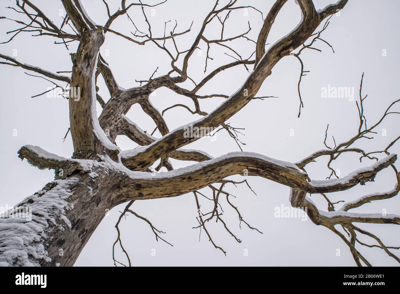 Dead tree covered with snow hi-res stock photography and images - Alamy
