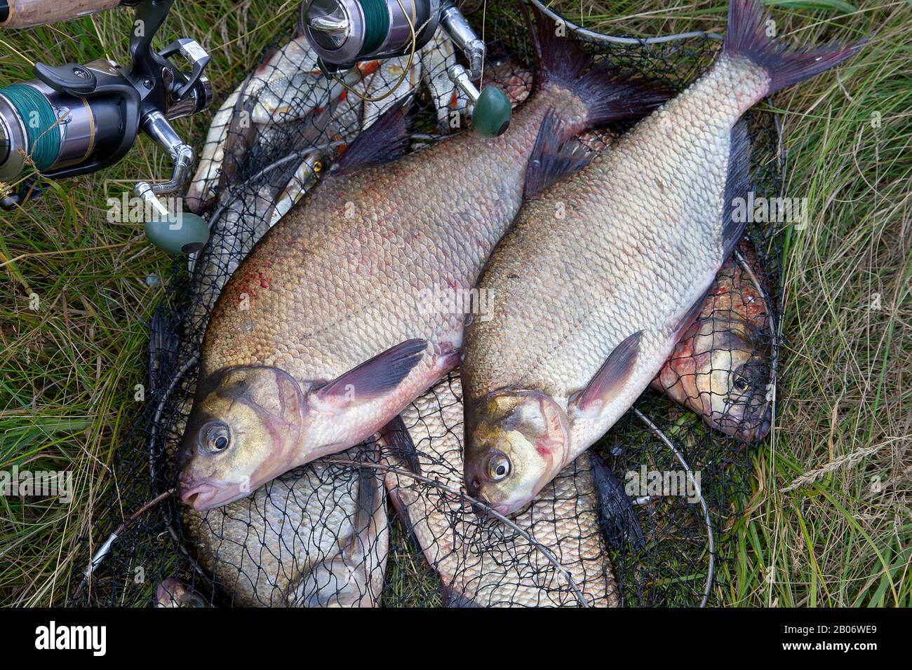 Good catch. Close up view of just taken from the water freshwater ...